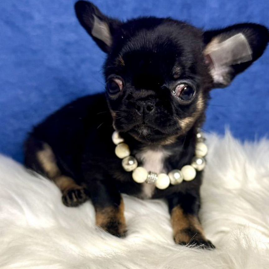 Чихуахуа, щенок