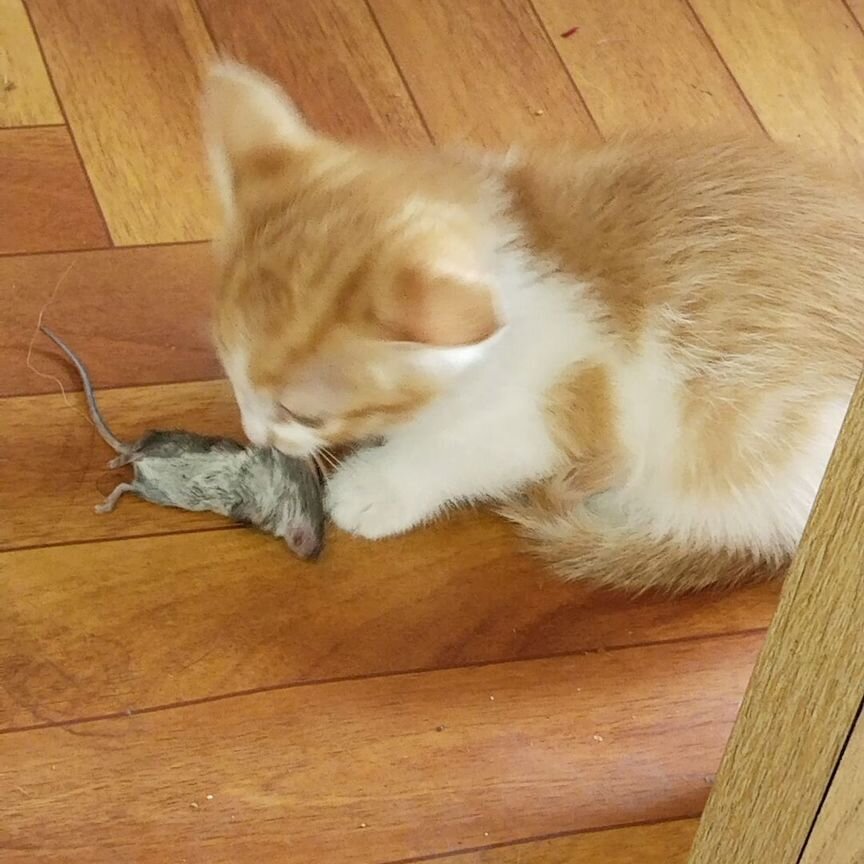 Котята от кошки мышеловки