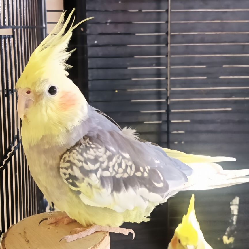 Попугай корелла девочка