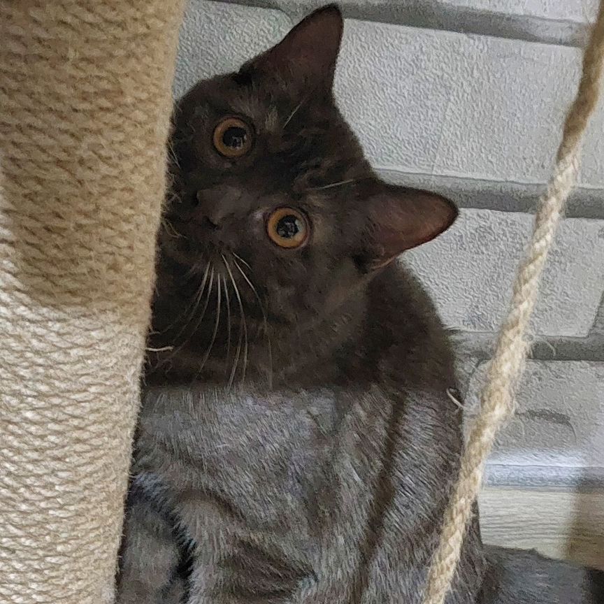 Котёнок британец