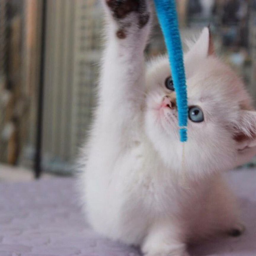 Британские котята