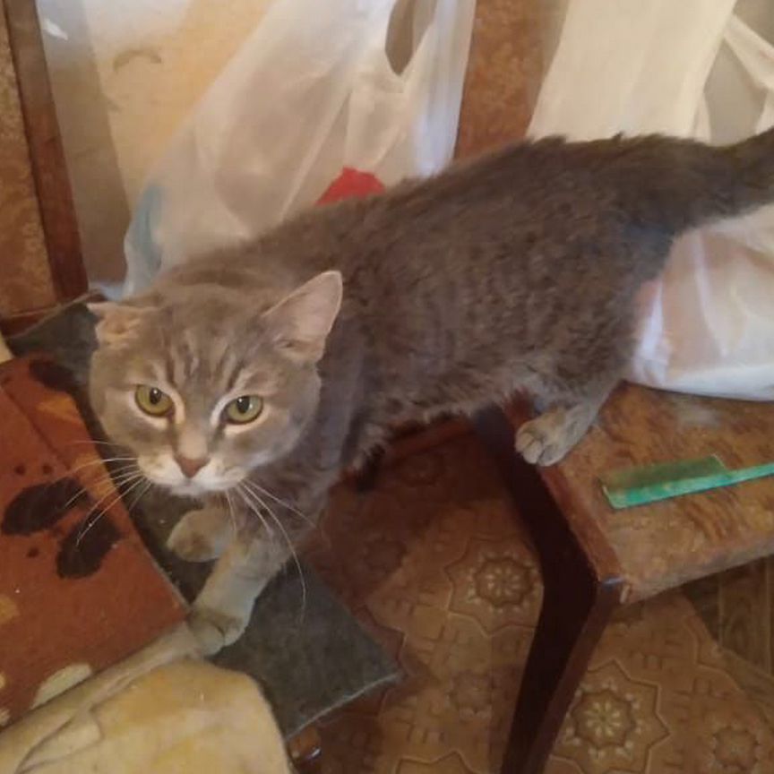 Котик 8 лет умерла бабушка