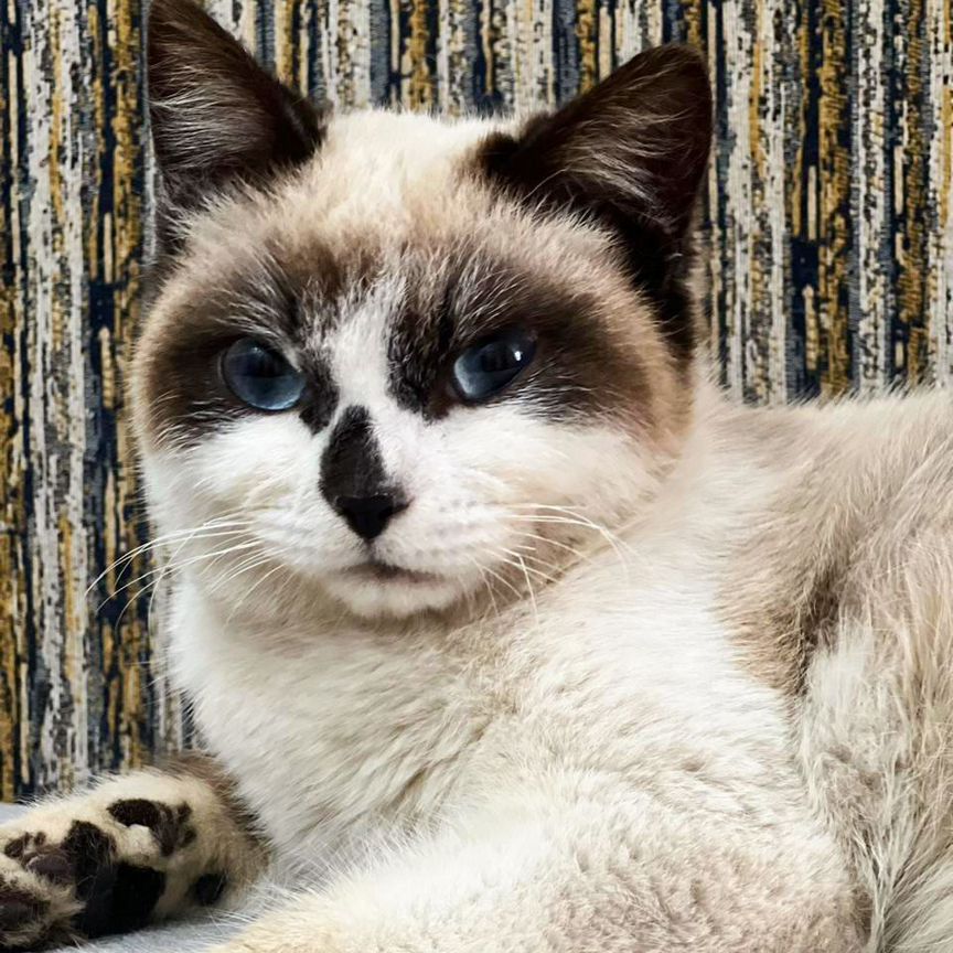 Тайская кошка метис сноу шу