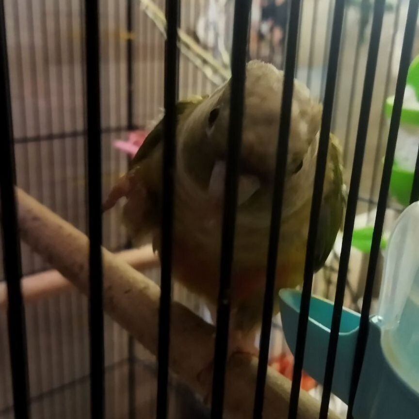 Попугай пиррура, требующий лечения