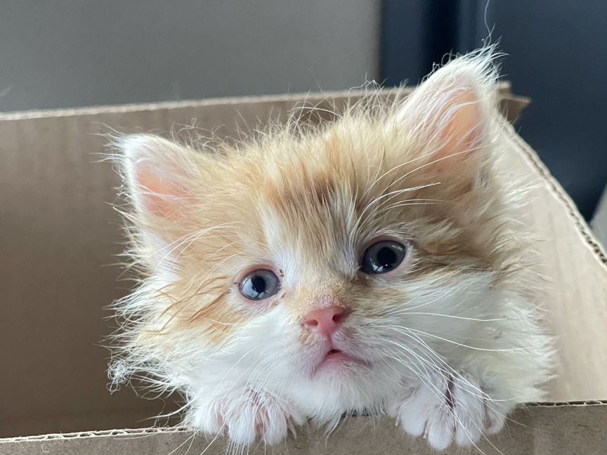 Котенок девочка 1 мес