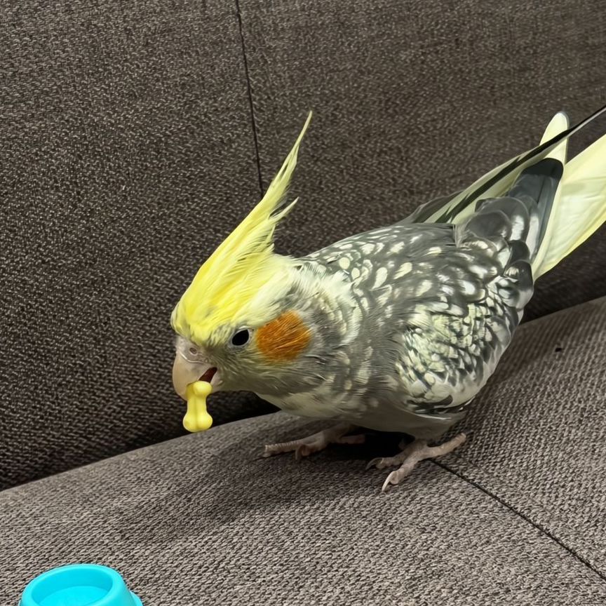 Попугай корелла мальчик