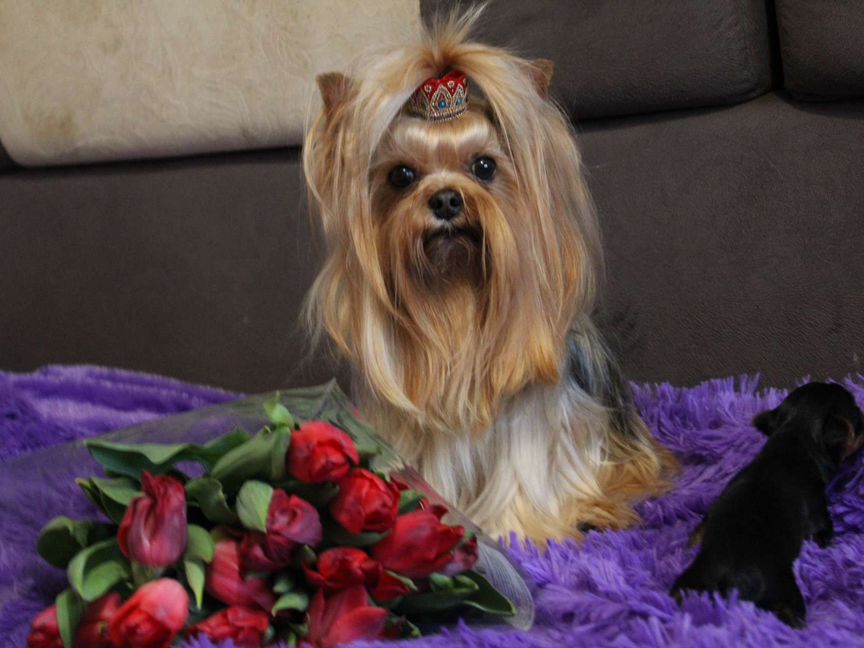 Йорик и Шоколадик.вязка