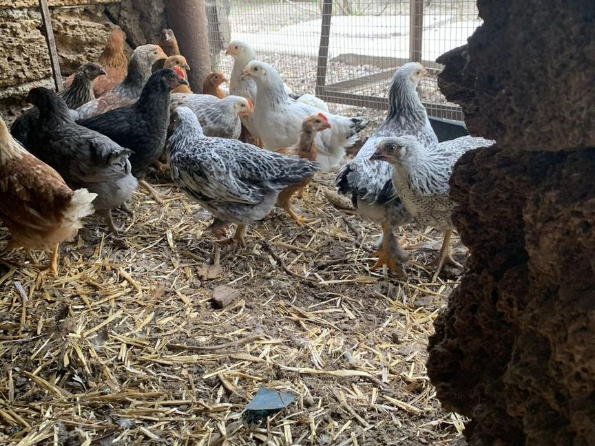 Предлагаем цыплят