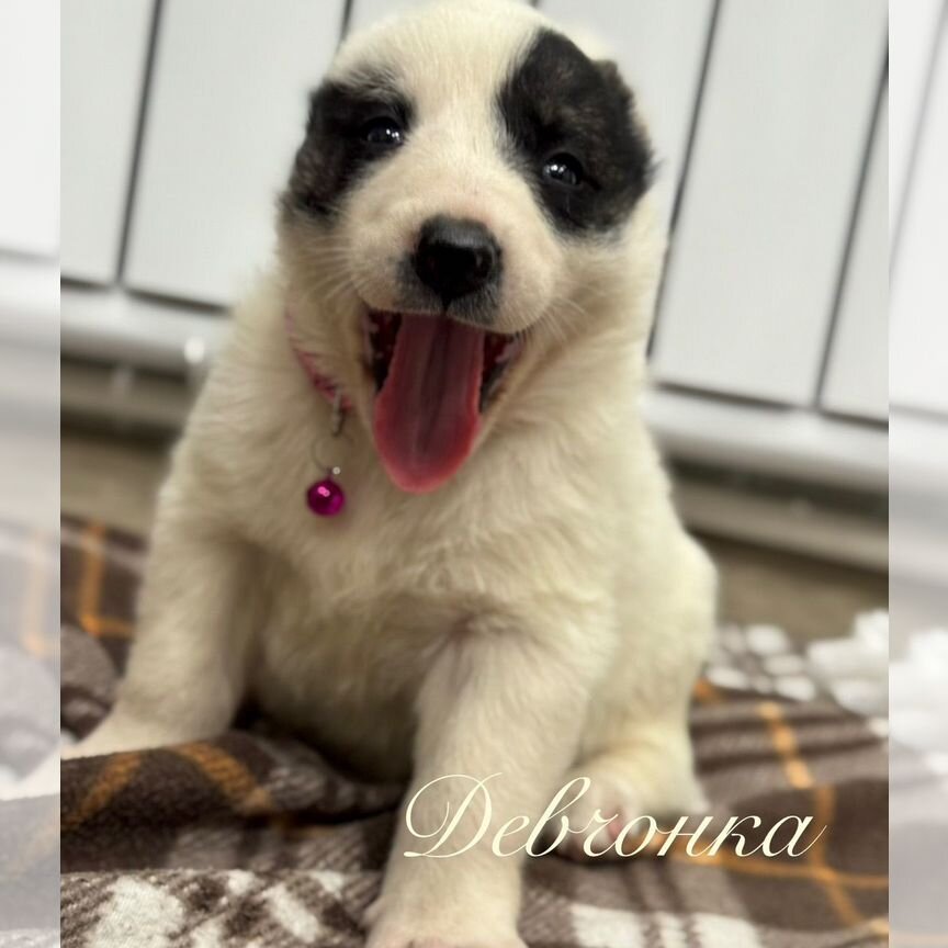 Бордер-колли, щенок