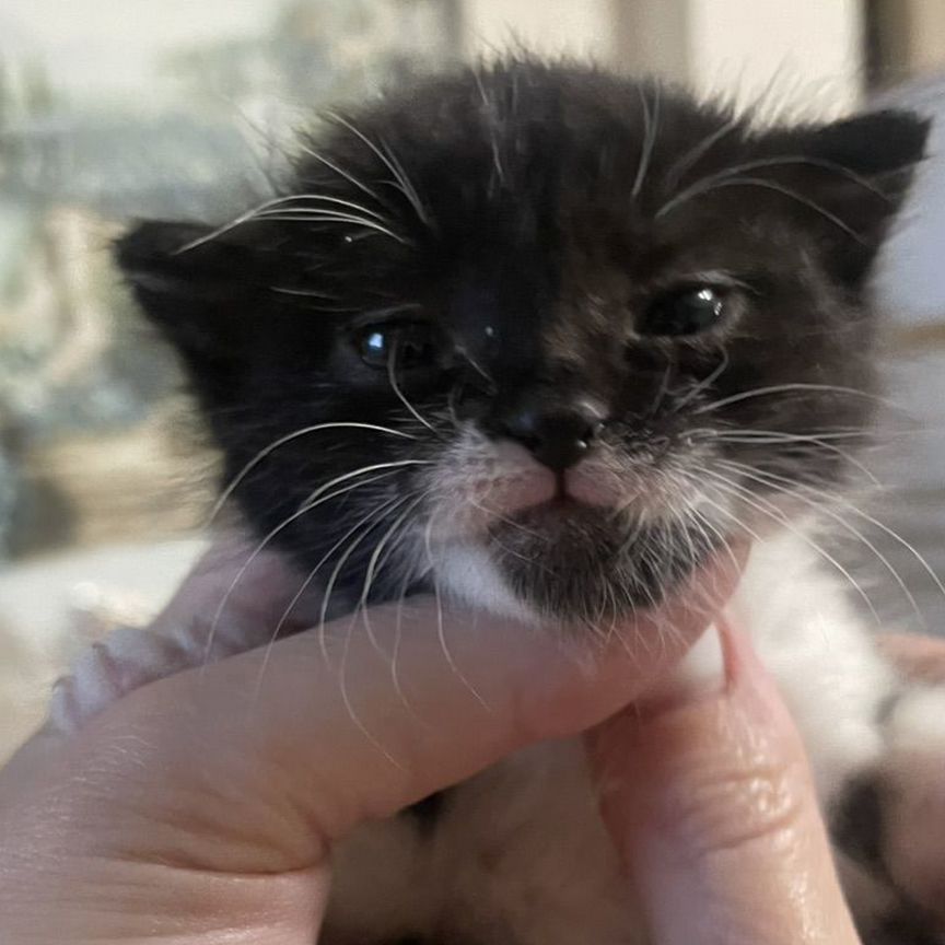 Котенок бесплатно
