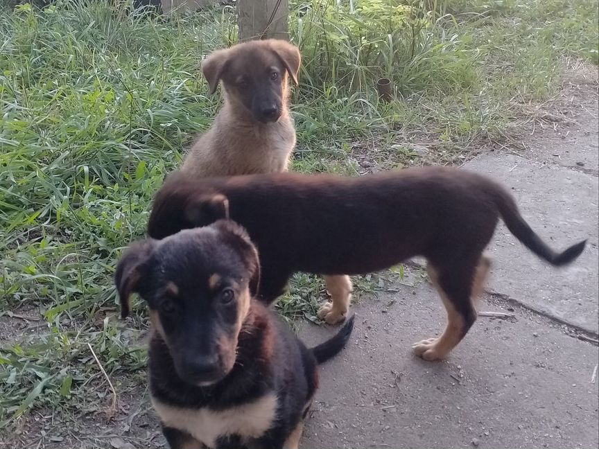 Ищем добрые ручки