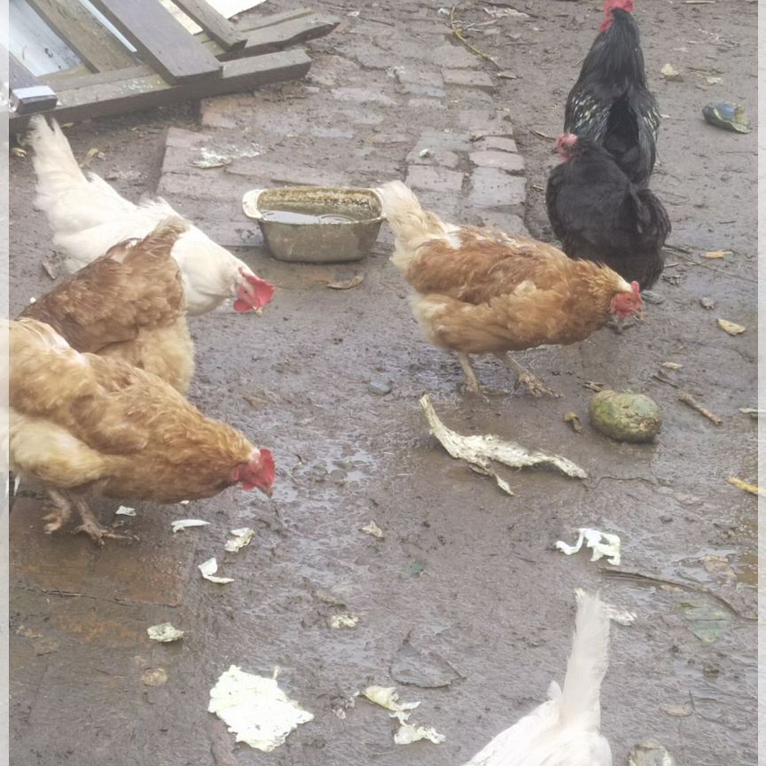 Породам кур