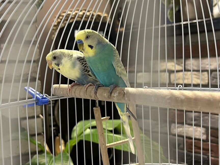 Попугаи с клеткой