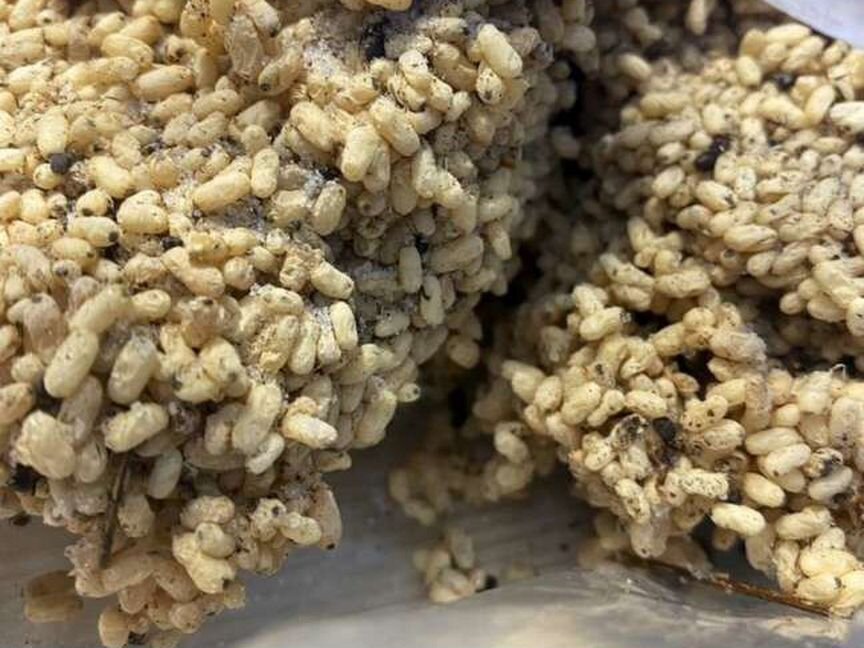 Муравьиное яйцо