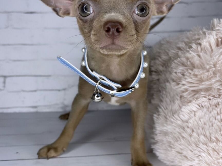 Premium mini лиловый малыш