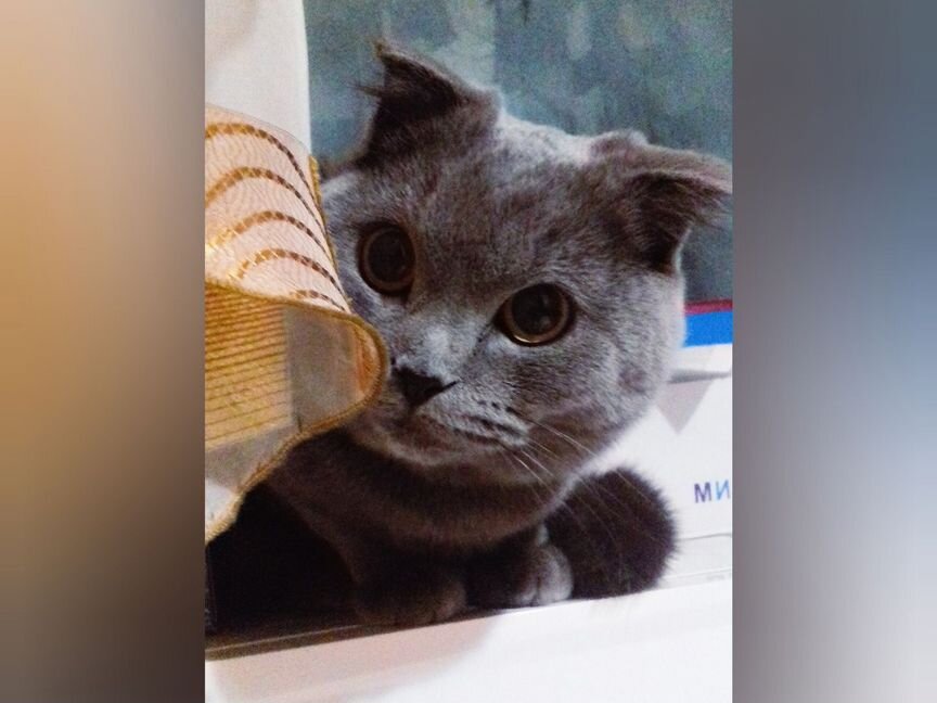 Кот в добрые руки