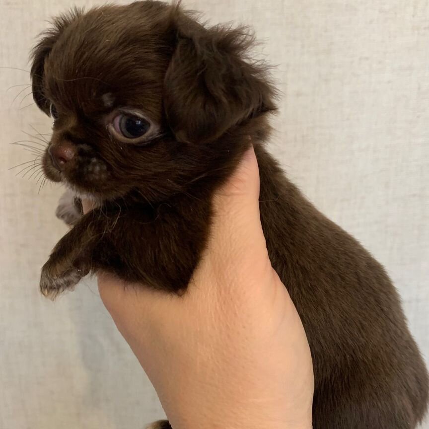 Чихуахуа, щенок