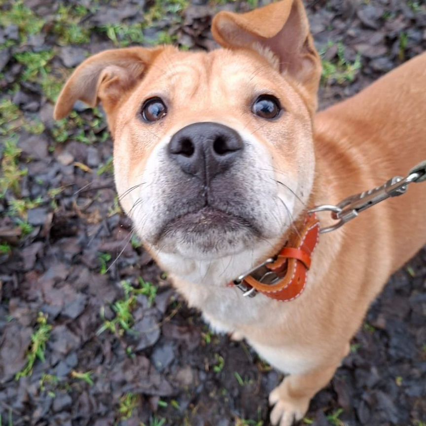 Стаффордширский бультерьер, щенок