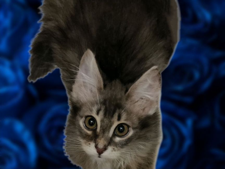 Котята в самые любящие семьи