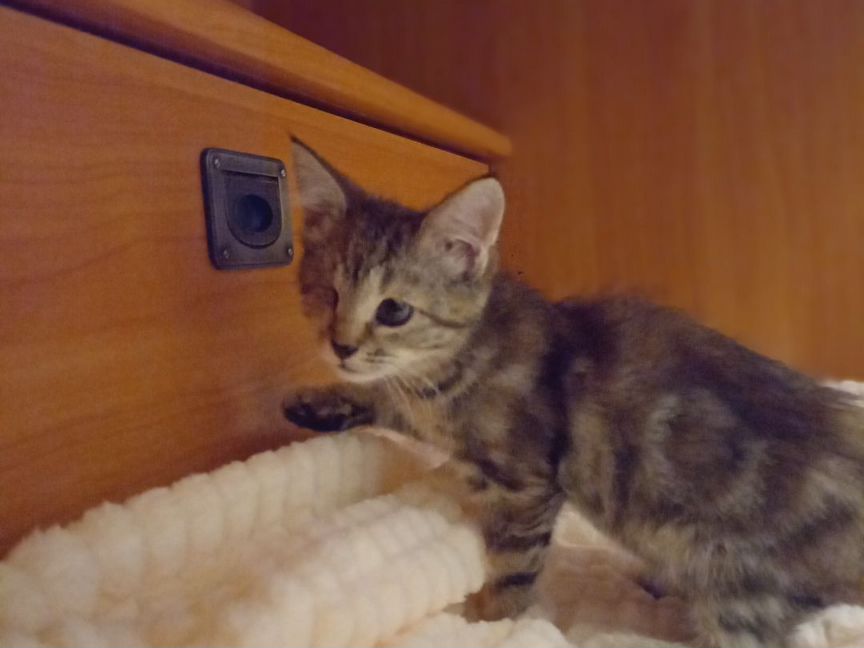 Котеночек инвалид