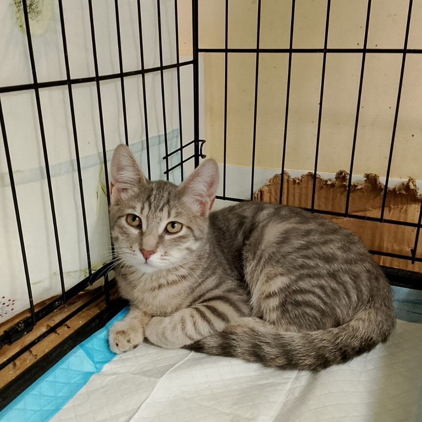Котёнок котик в клетке в, нужен дом, передержка