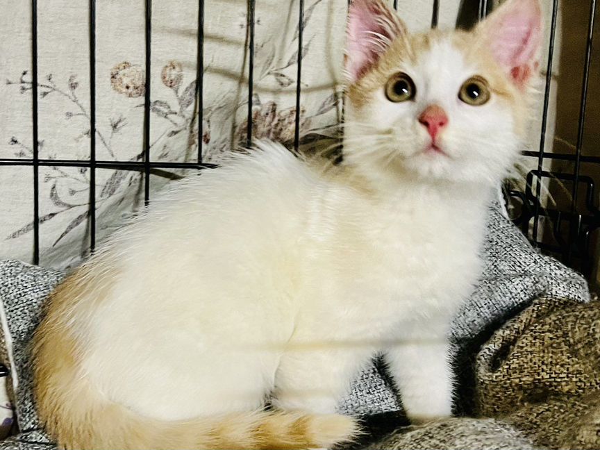 Котенок в шапочке