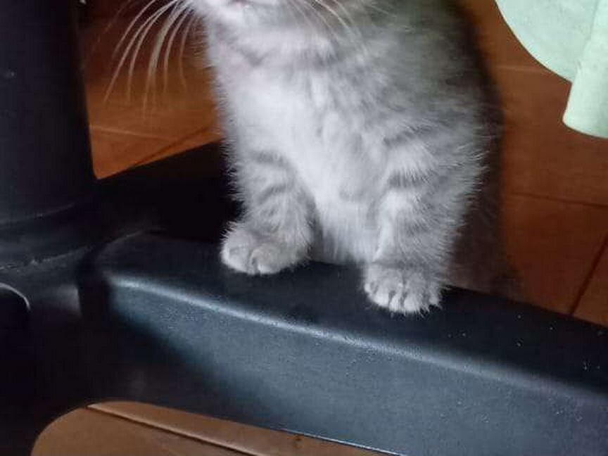 Кошечка малышка в добрые руки