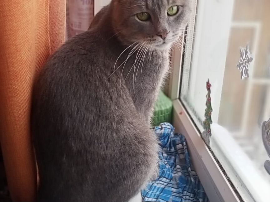 Кот ласковый мурлыка Сурикатик