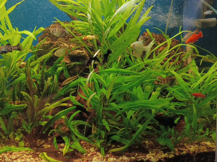 Аквариумные растения