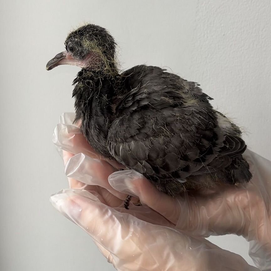 Голубь в хорошие руки