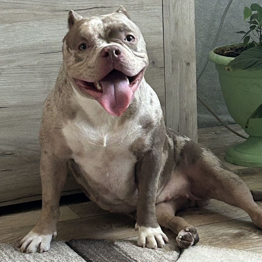 Американский булли, взрослая собака