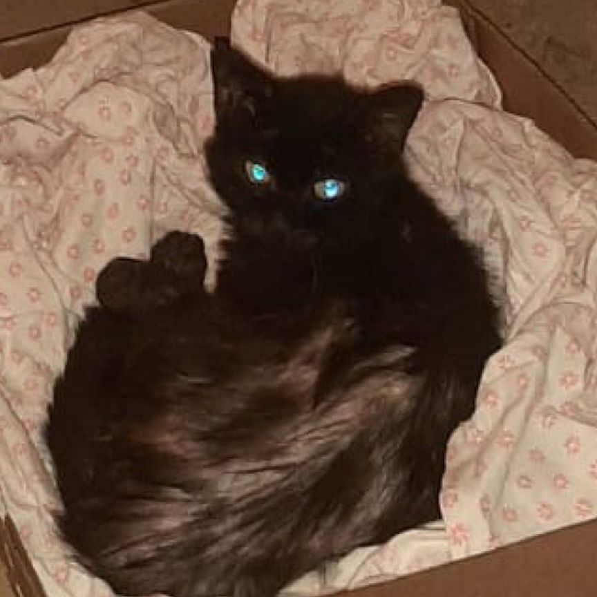 Котики бесплатно