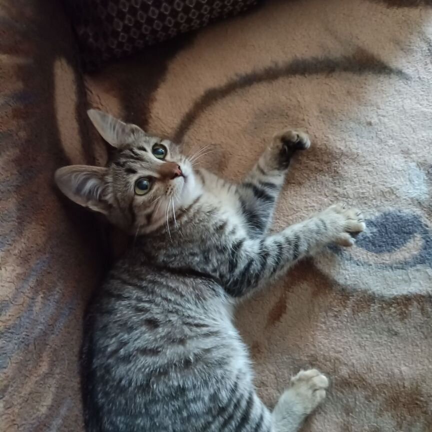 Котёнок мальчик подкинули нам