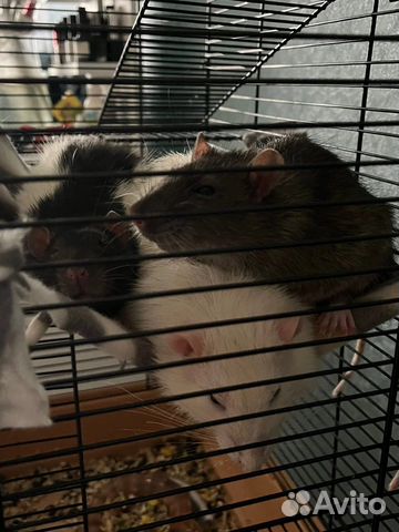 Продам 3 чудесных крыски