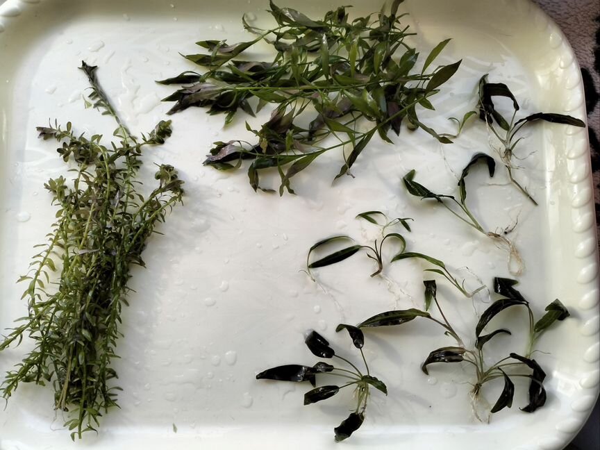 Прополка аквариумных растений