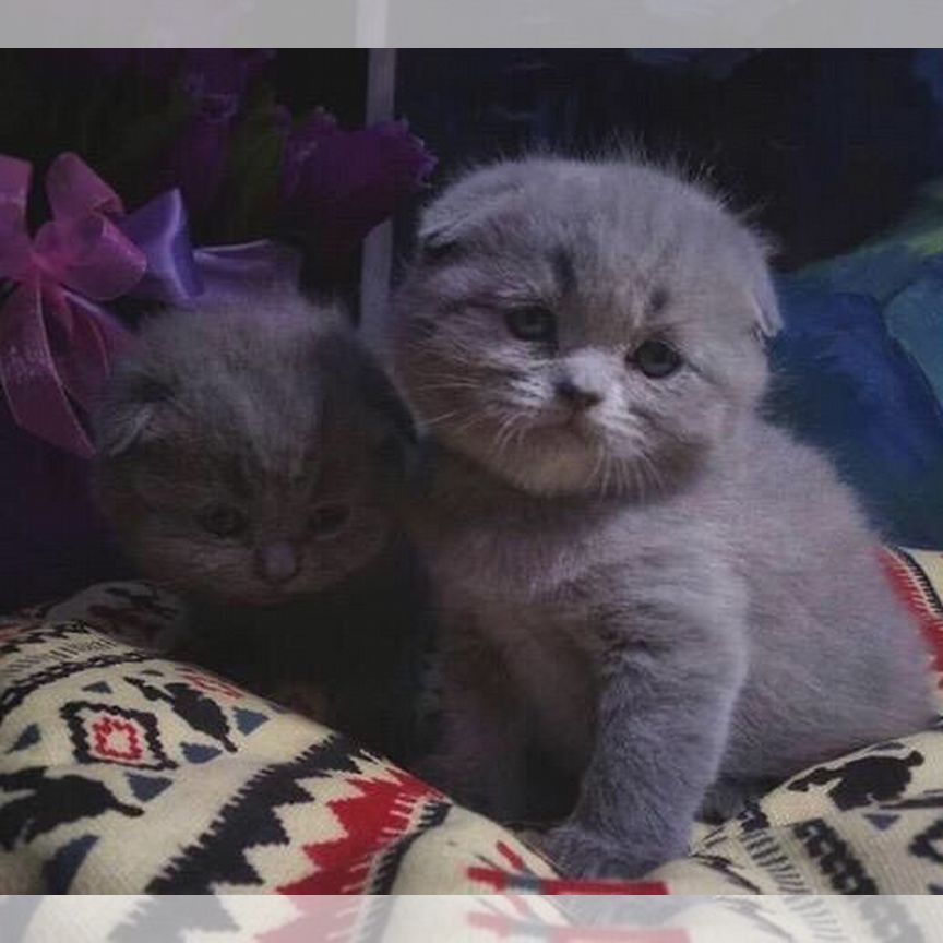 Шотландский вислоухий короткошёрстный котёнок