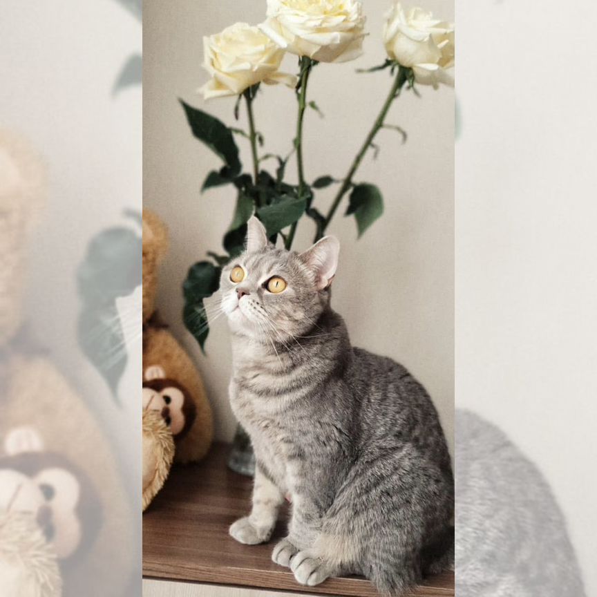 Шотландская прямоухая короткошёрстная кошка, взрослая