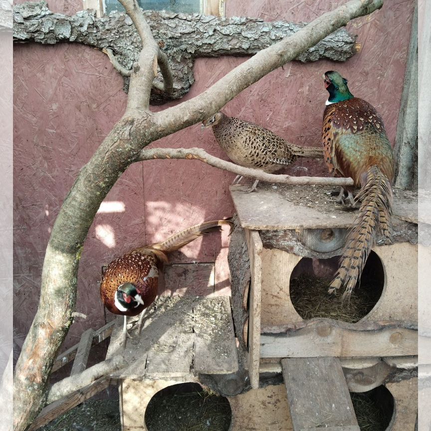 Фазан охотничий