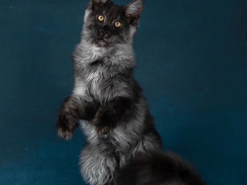 Мейн-кун кот котео как вы хотели