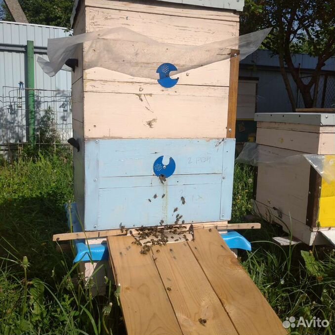 Пчелиная семья