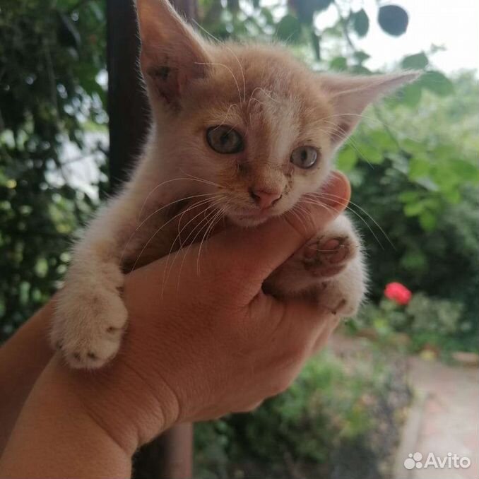 Рыжий кот-ушастик