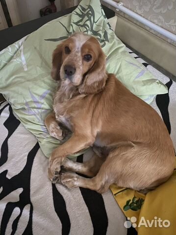 Ищем невесту