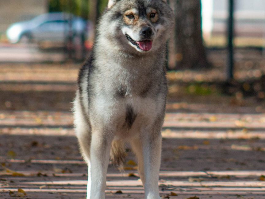 Сибирский хаски, взрослый кобель