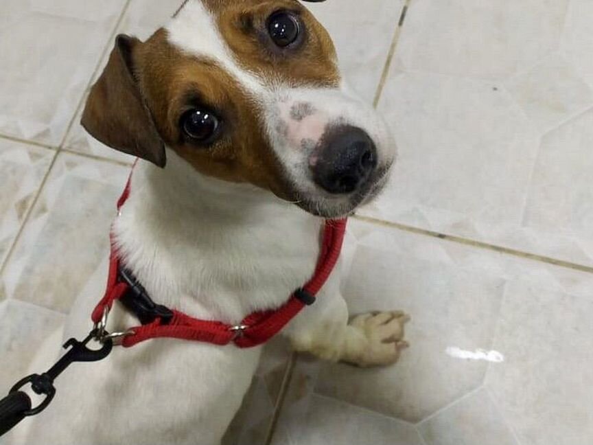 Ласковая и дружелюбная малышка Лулу