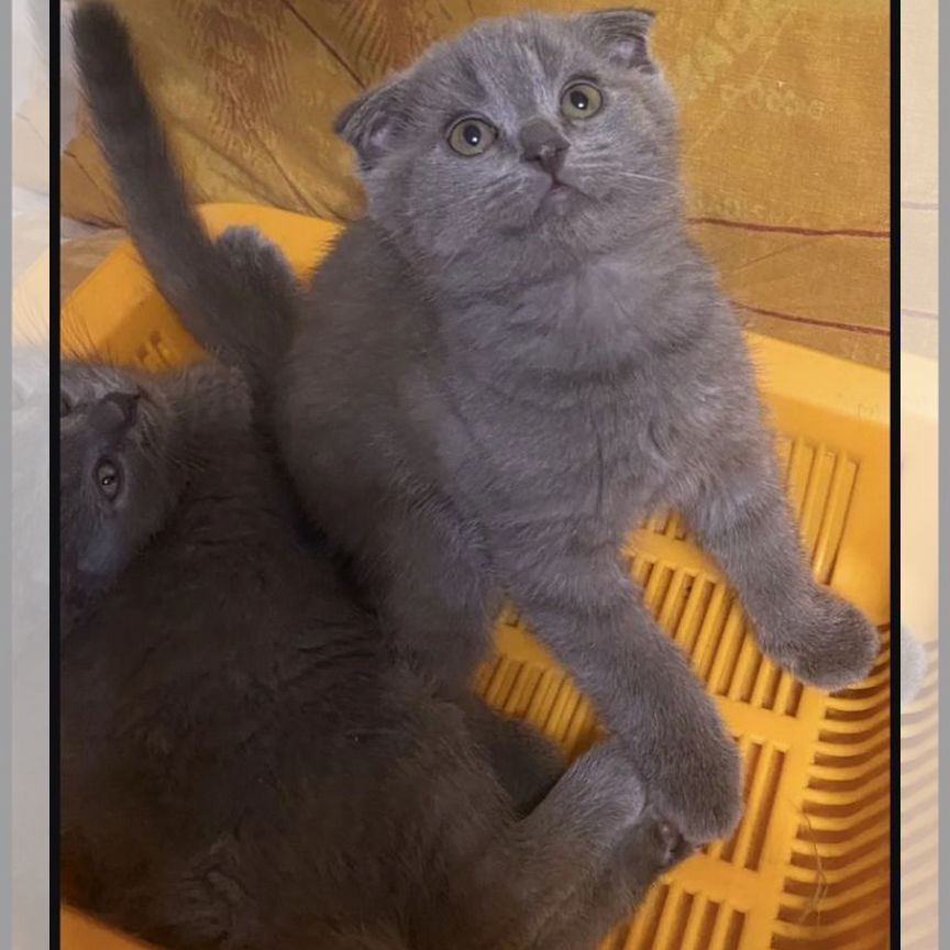 Шотландский вислоухий короткошёрстный котёнок