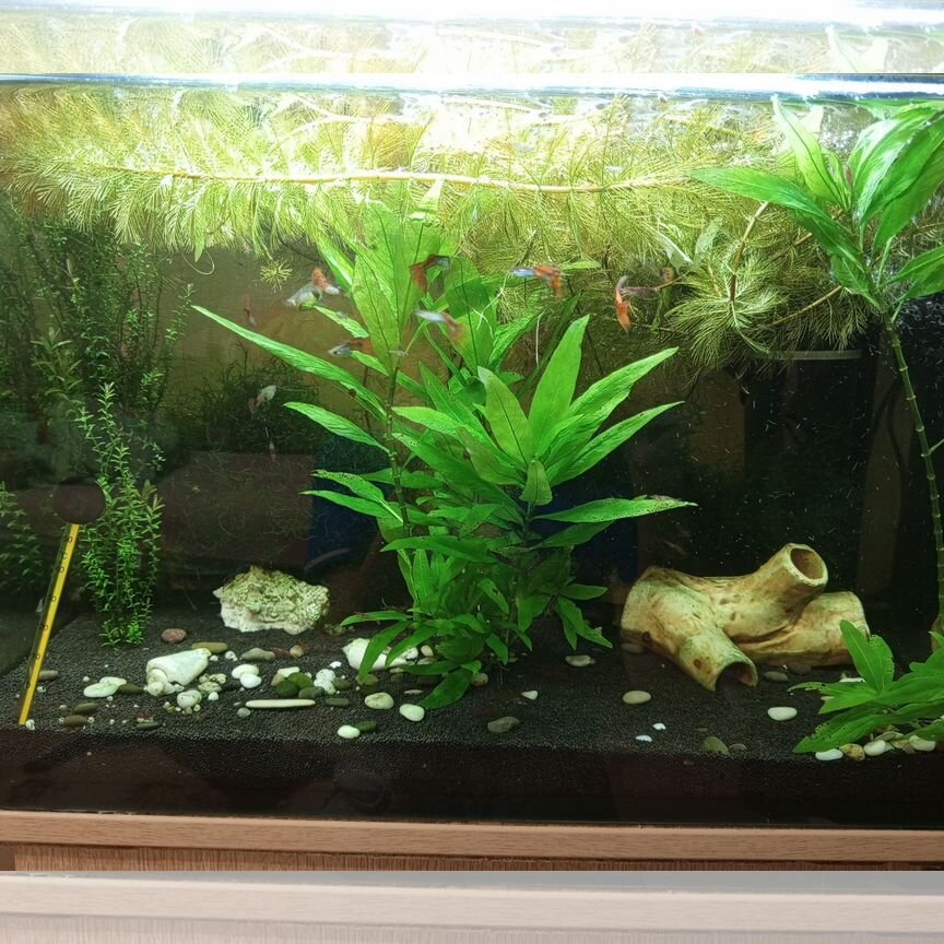 Мольки гуппи и водные растения