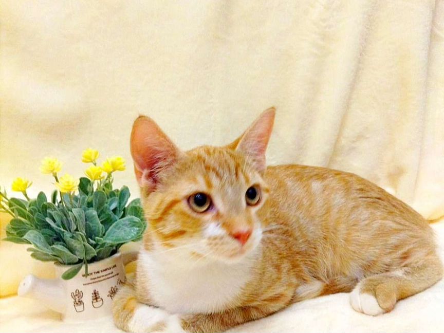 Рыжее счастье ищет дом