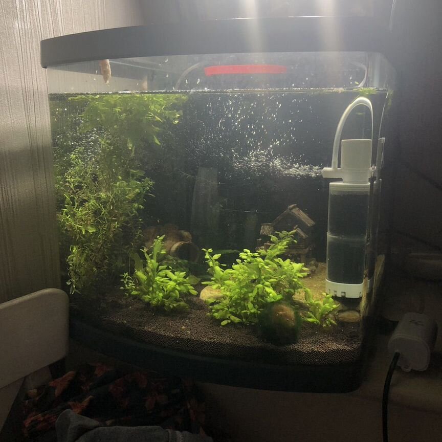 Коридорас крабчатый