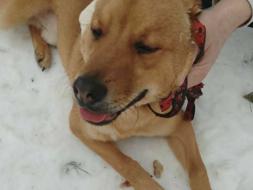 Несчастный пёс ищет дом