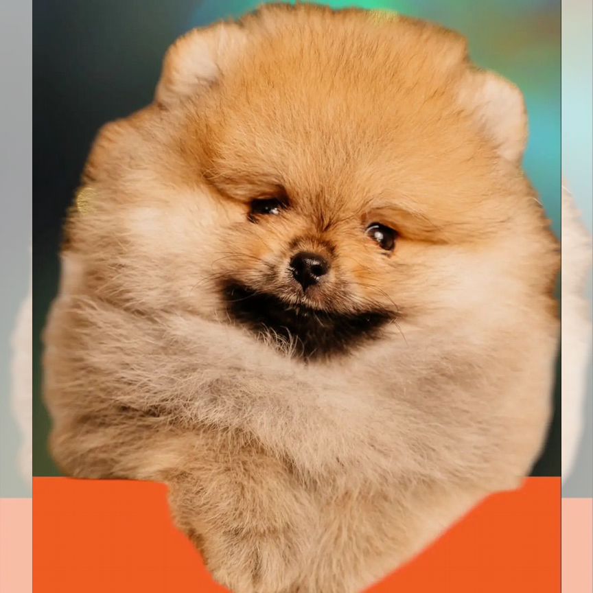 Померанский шпиц, щенок